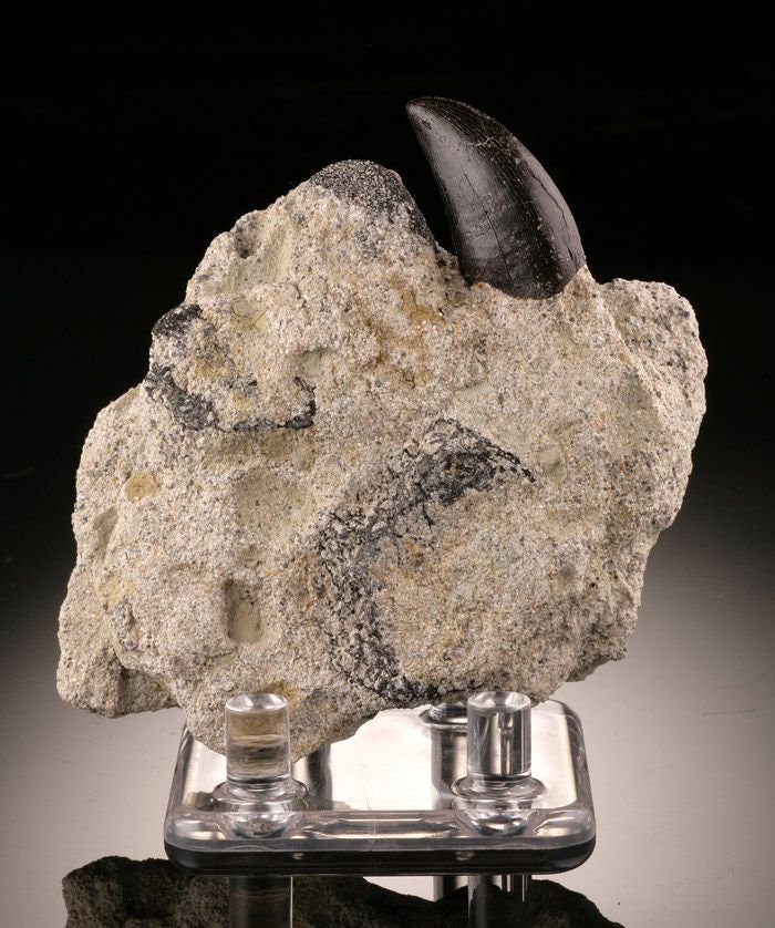 Allosaurus Tooth for sale | Only 4 left at -60%