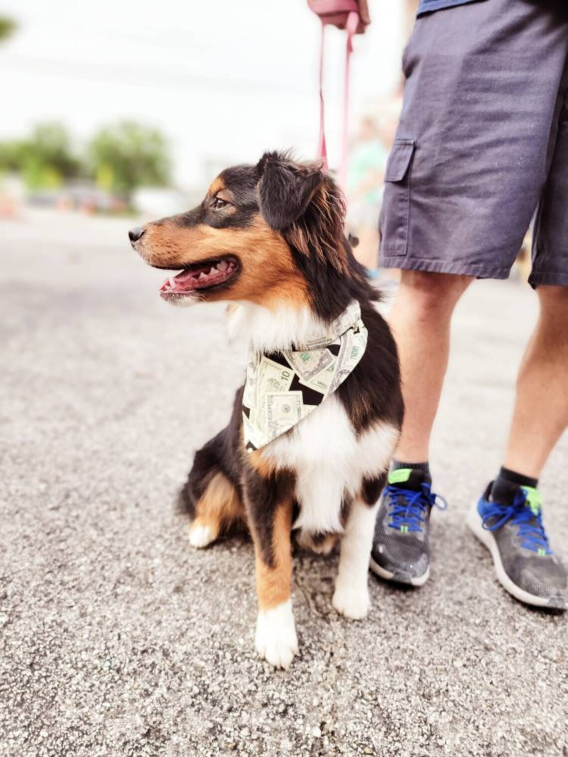 Money Dollar Sign Cash Dollar Bill Dog Bandana Handmade - Etsy