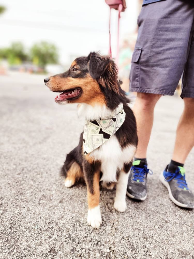 Money, Dollar Sign, Cash, Dollar Bill Dog Bandana, Handmade, Slide On ...