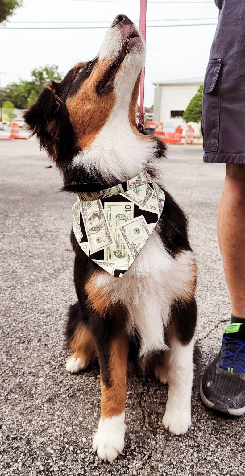 Money, Dollar Sign, Cash, Dollar Bill Dog Bandana, Handmade, Slide On ...