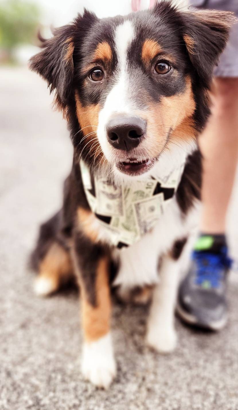 Money, Dollar Sign, Cash, Dollar Bill Dog Bandana, Handmade, Slide On ...