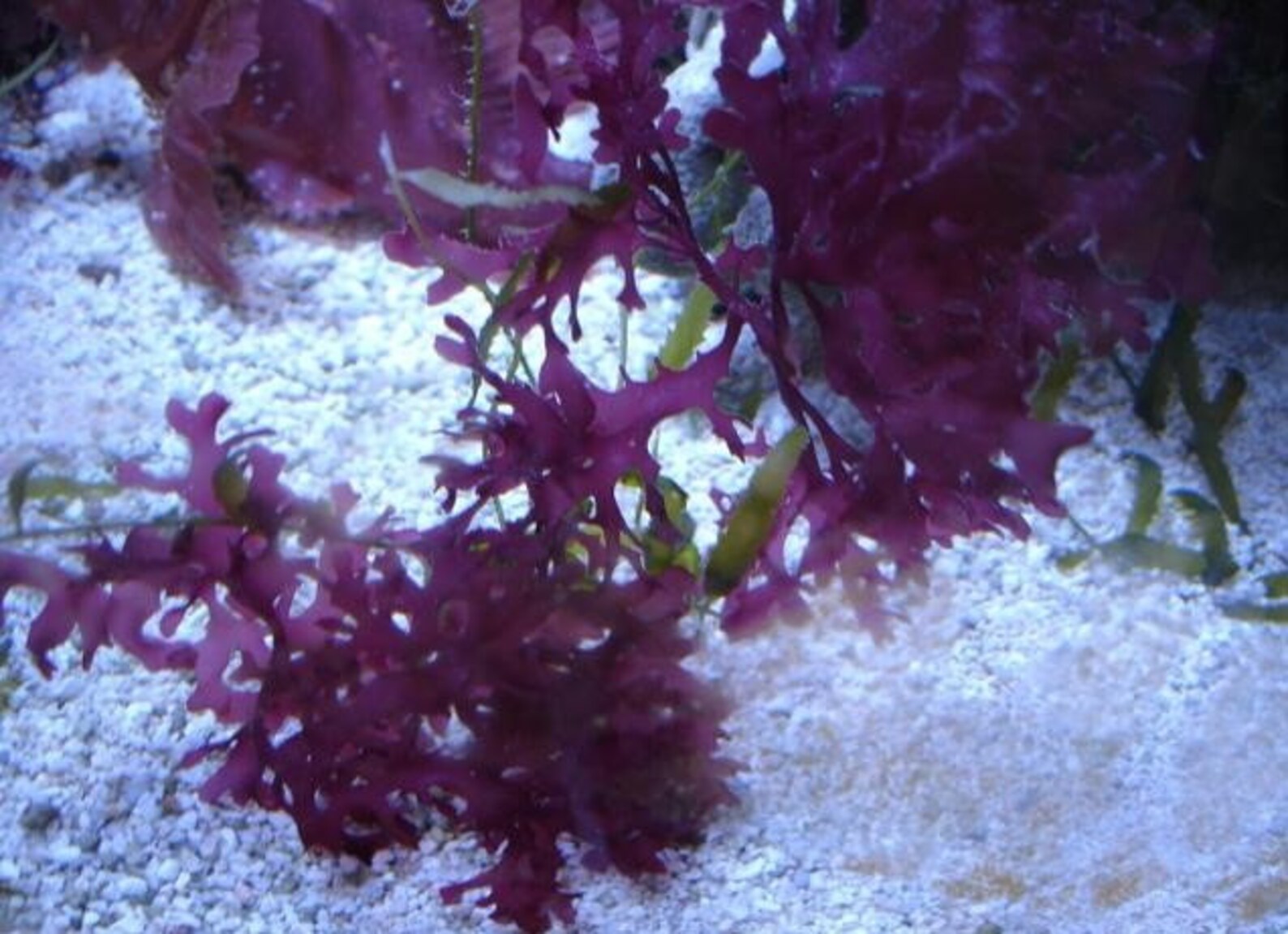 Live Frag Purple Fauchea Macro Algae Marine Saltwater Plant Reef ...
