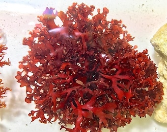 Live Frag Purple Fauchea Macro Algae Marine Saltwater Plant Reef ...