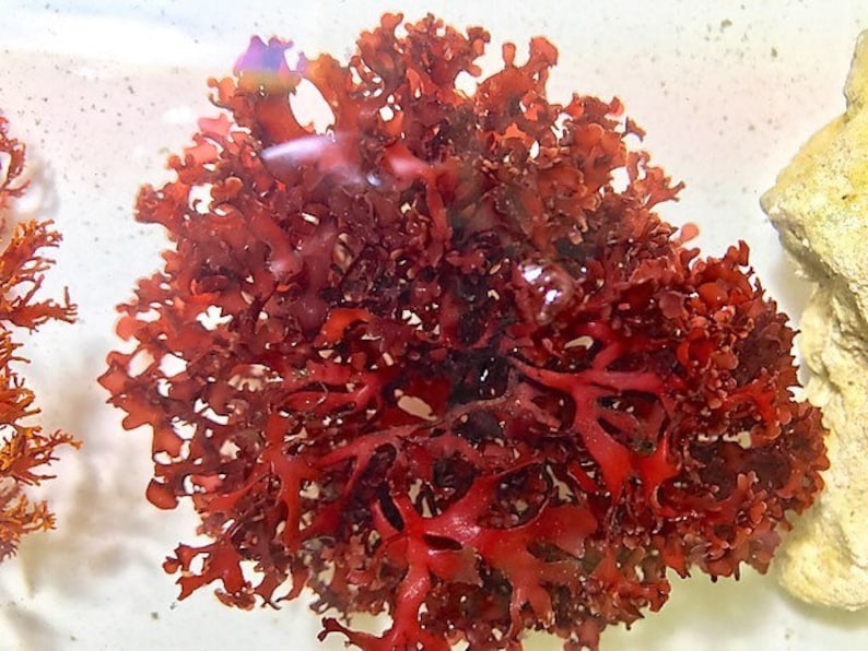 Live Saltwater Red Dragon Breathe Bush Frag Marine Macro Algae Plant ...