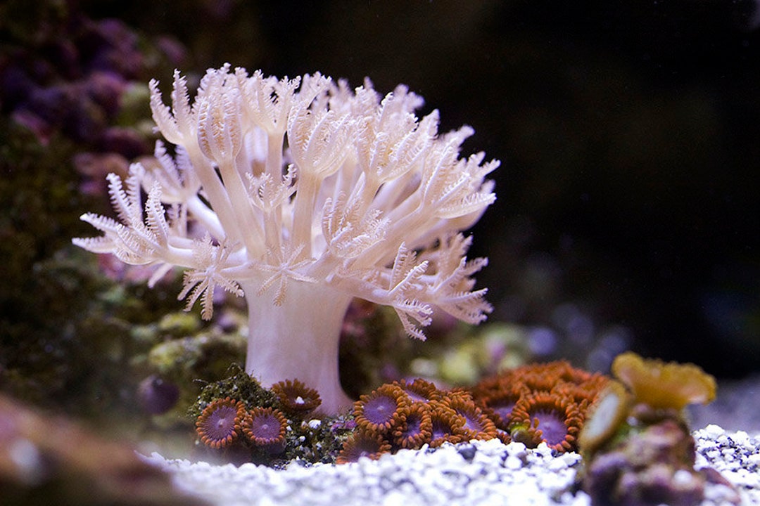 White Pulsing Xenia
