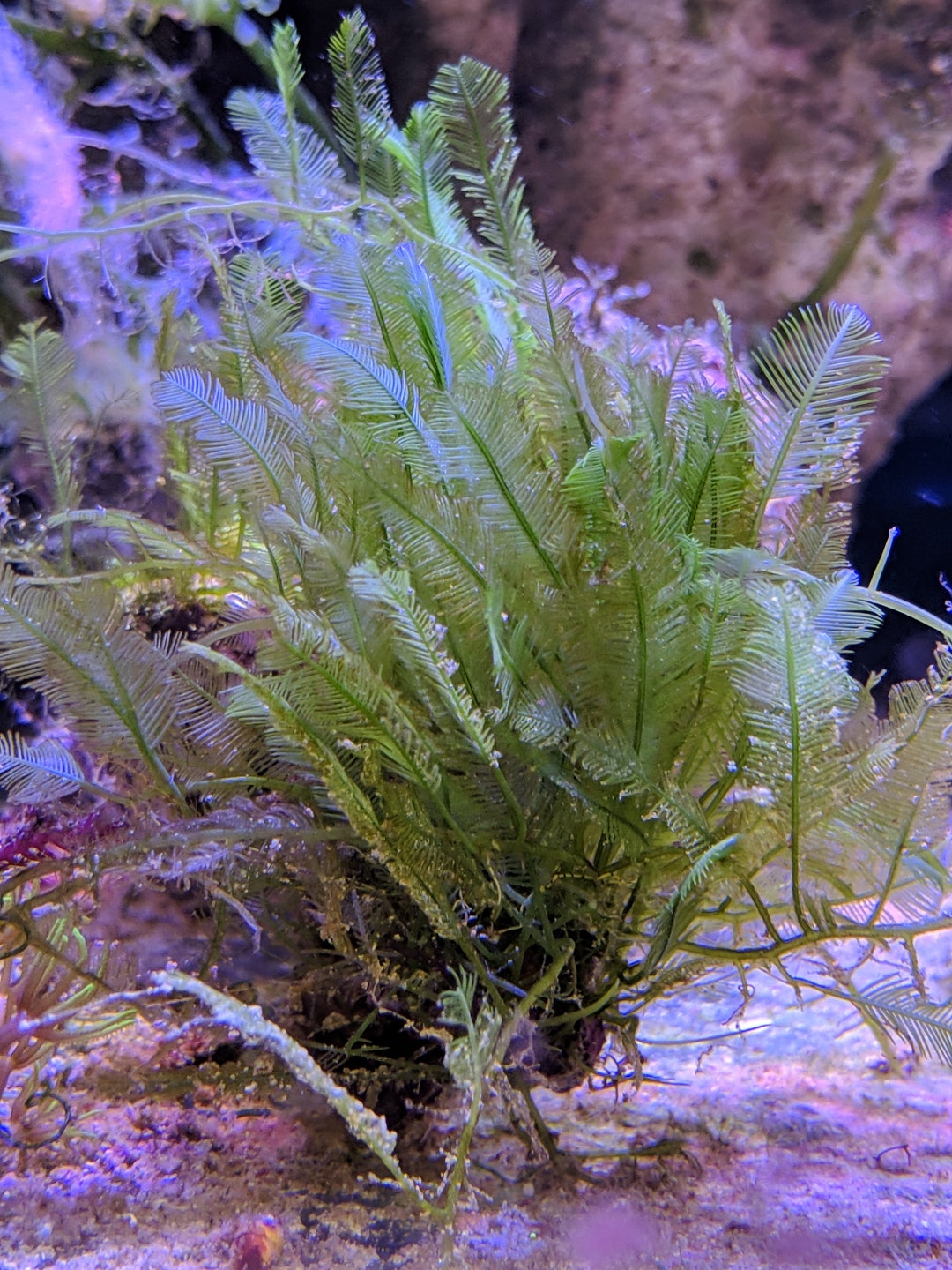 Feather Caulerpa Frag Macro Algae Plant Refugium Saltwater Reef - Etsy