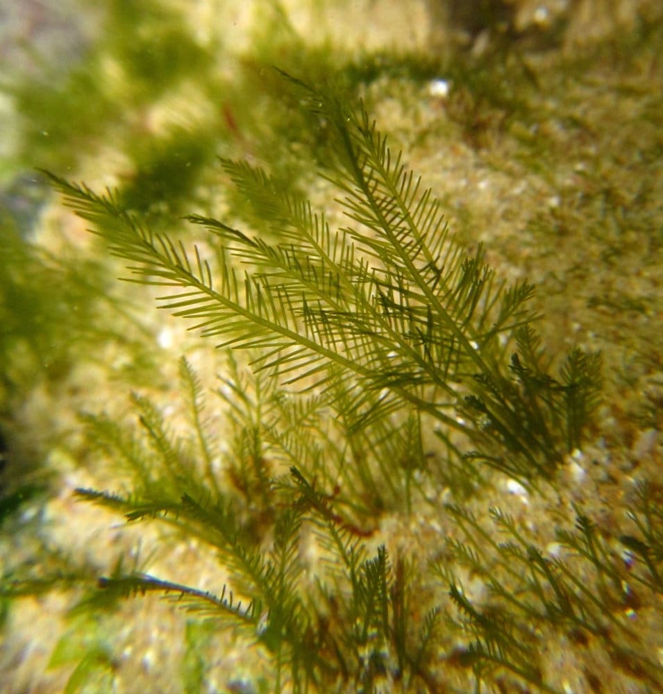 Bryopsis Microscope
