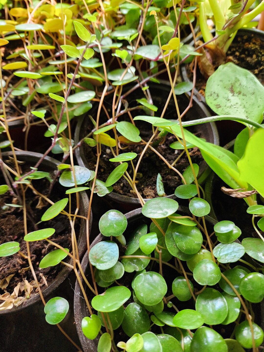 Peperomia Red Ruby Cascade Plant - Etsy