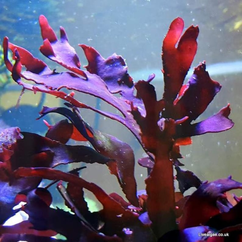 Live Frag Purple Fauchea Macro Algae Marine Saltwater Plant - Etsy