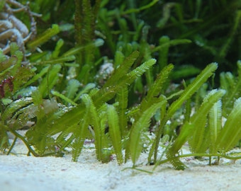 LIVE Blue Hypnea Hypnea Pannosa Macro Algae/macroalgae Coral for ...