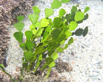 LIVE Blue Hypnea Hypnea Pannosa Macro Algae/macroalgae - Etsy