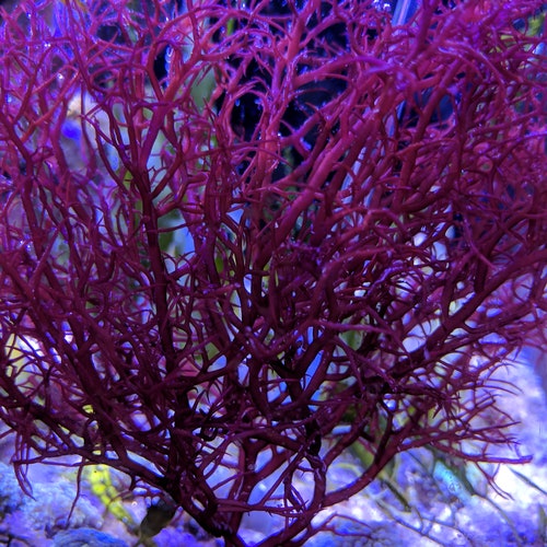 Live Frag Purple Fauchea Macro Algae Marine Saltwater Plant - Etsy