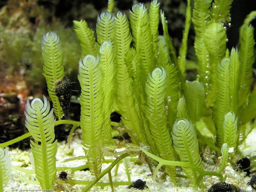 Saltwater Caulerpa Mexicana Fern Marine Macro Algae Reef Refugium - Etsy