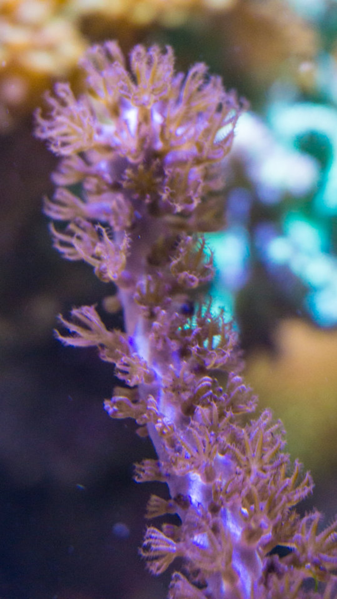 Purple Gorgonian Coral