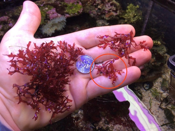 Purple Algae In Saltwater Tank Glass