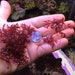 Live Frag Purple Fauchea Macro Algae Marine Saltwater Plant Reef ...