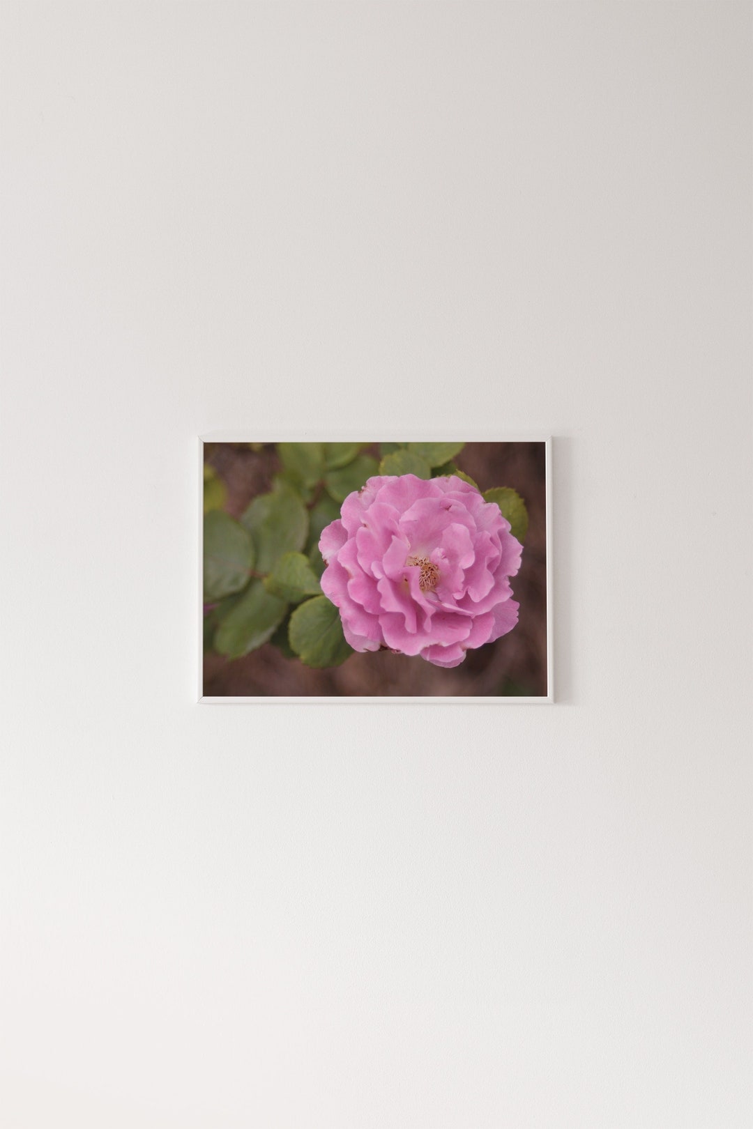 DIGITAL DOWNLOAD Pink Rose Photography Photo Print - Etsy UK
