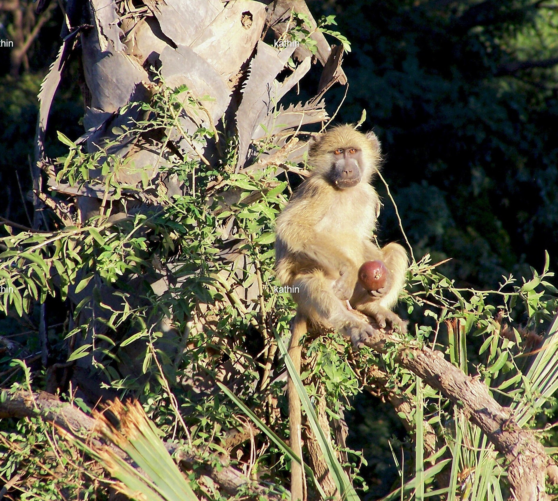 South African Baboon eating fruit High Resolution 12.3MP Color | Etsy