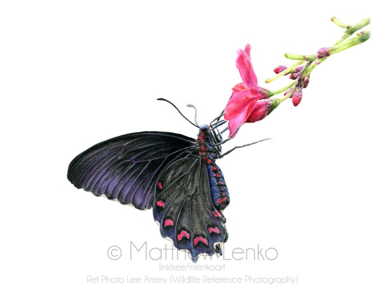 Butterfly Drawing Montezuma's Cattleheart, Colored Pencil Drawing ...