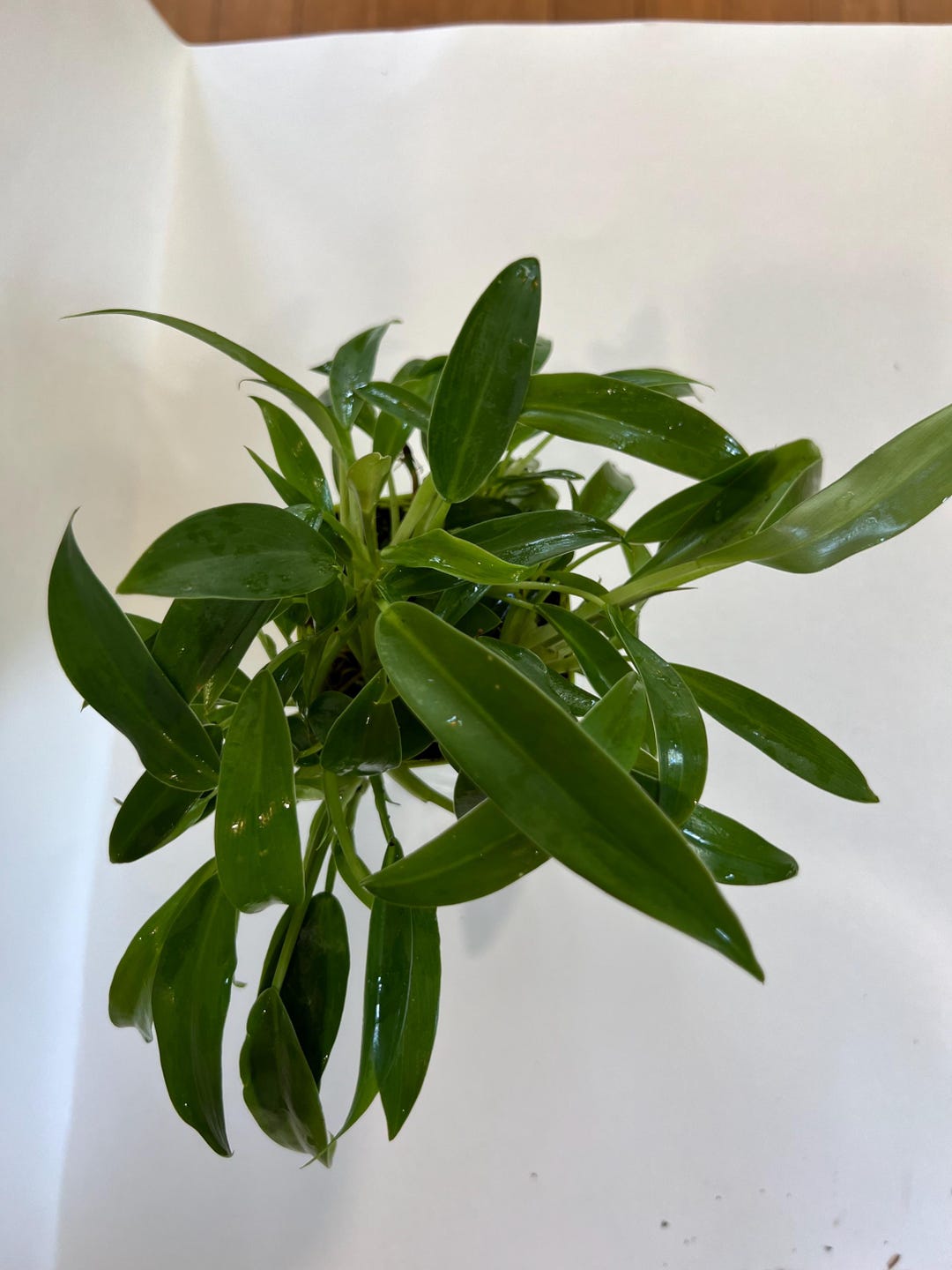 Philodendron Mini Midget Aka Mini Widget - Etsy