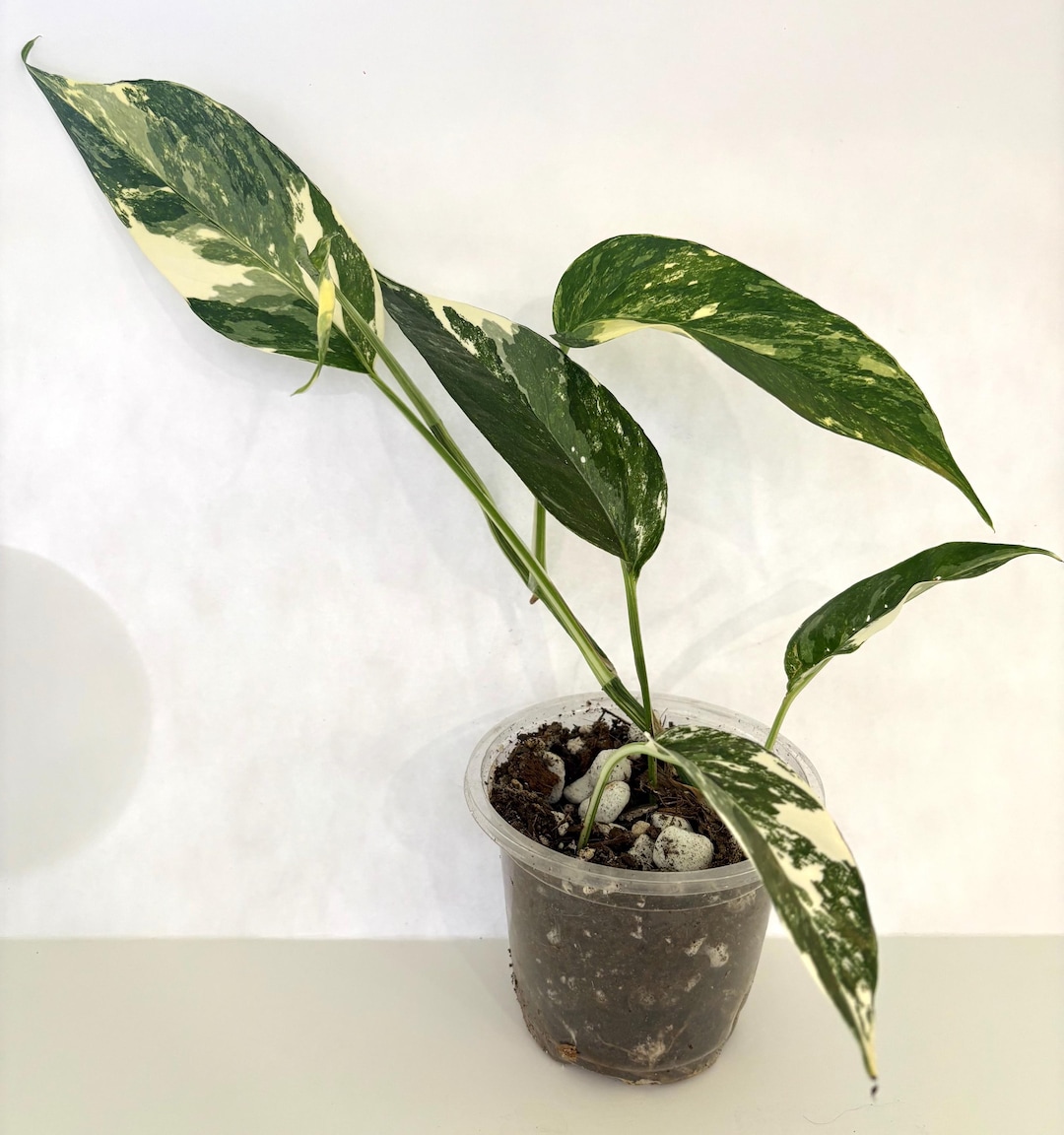 Epipremnum Pinnatum Albo-rare Pothos Fully Rooted in a 4" Pot - Etsy