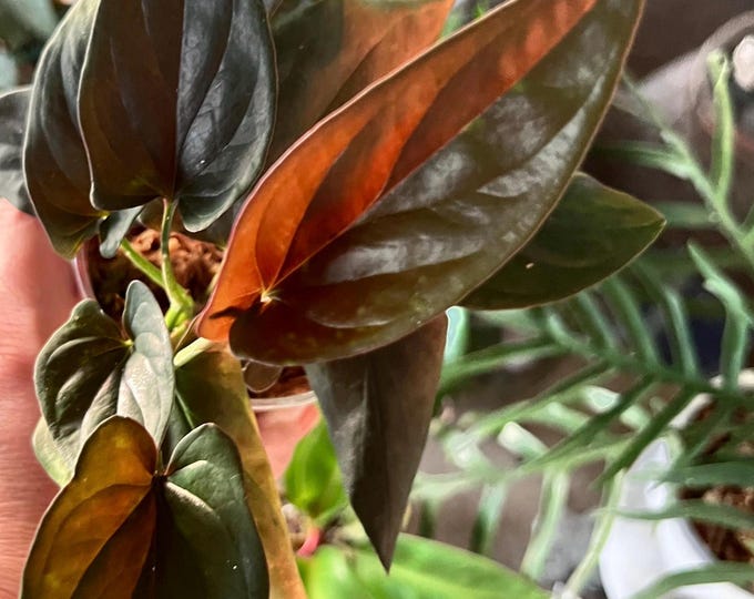 Syngonium Erythrophyllum "red Arrow" : Indoor Plants - Easy Care ...