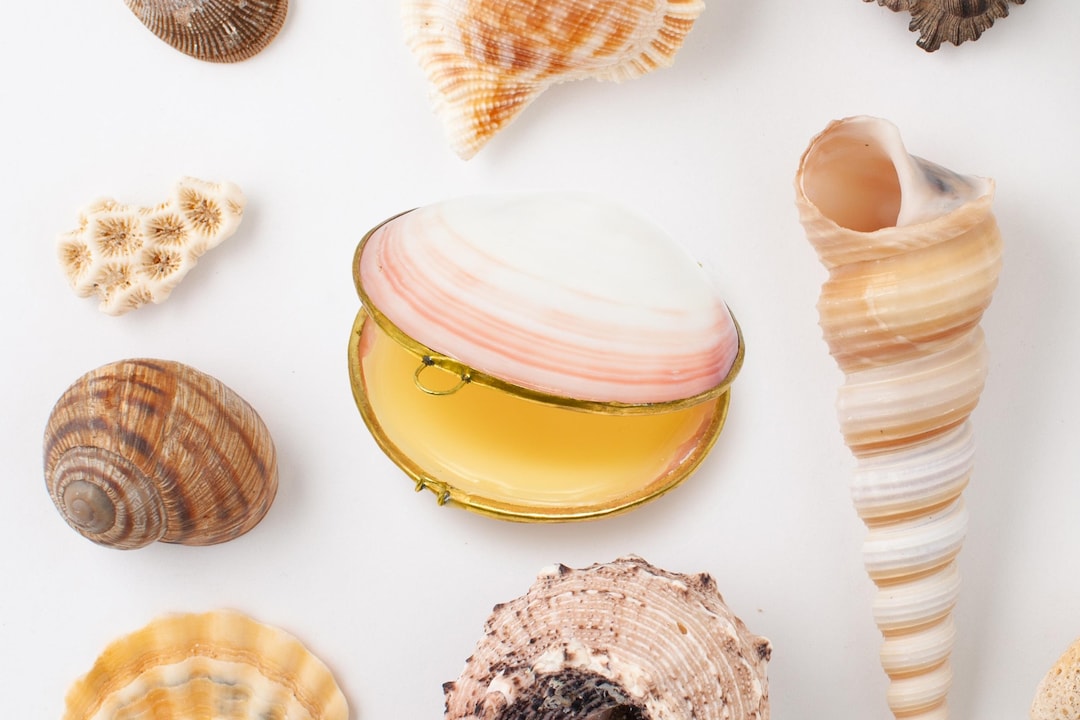 Organic Natural Perfume | SEA SHELL TRINKET | Pure Essential Oils ...