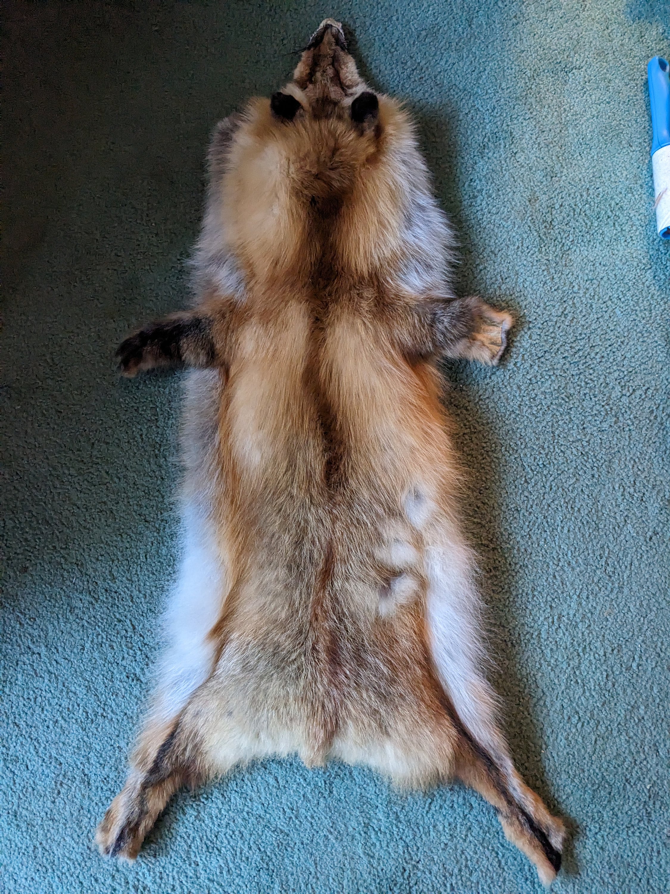 Taxidermy Fox Fur Pelt Rug/wall-hanger see Description - Etsy