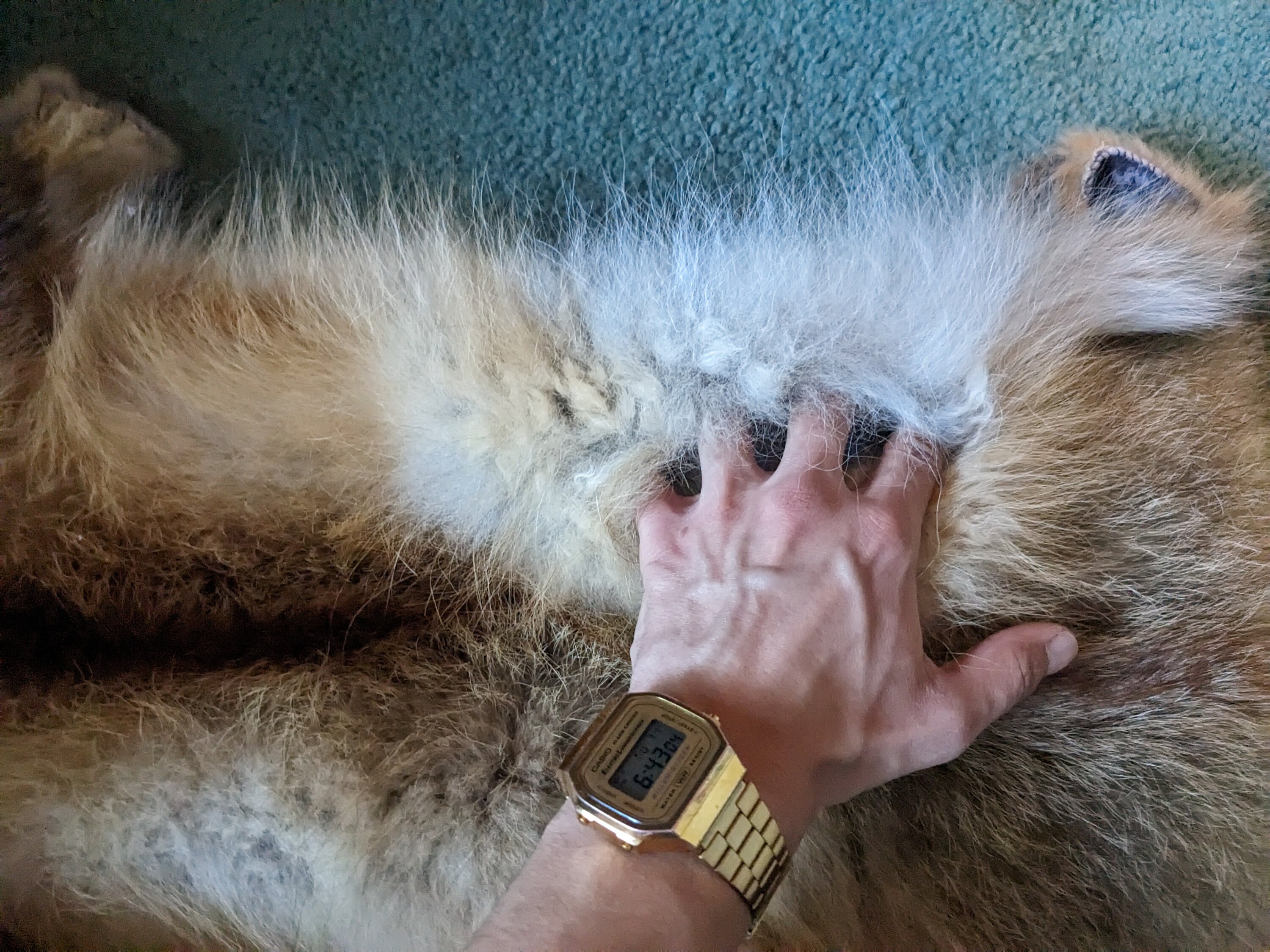 Taxidermy Fox Fur Pelt Rug/wall-hanger see Description - Etsy