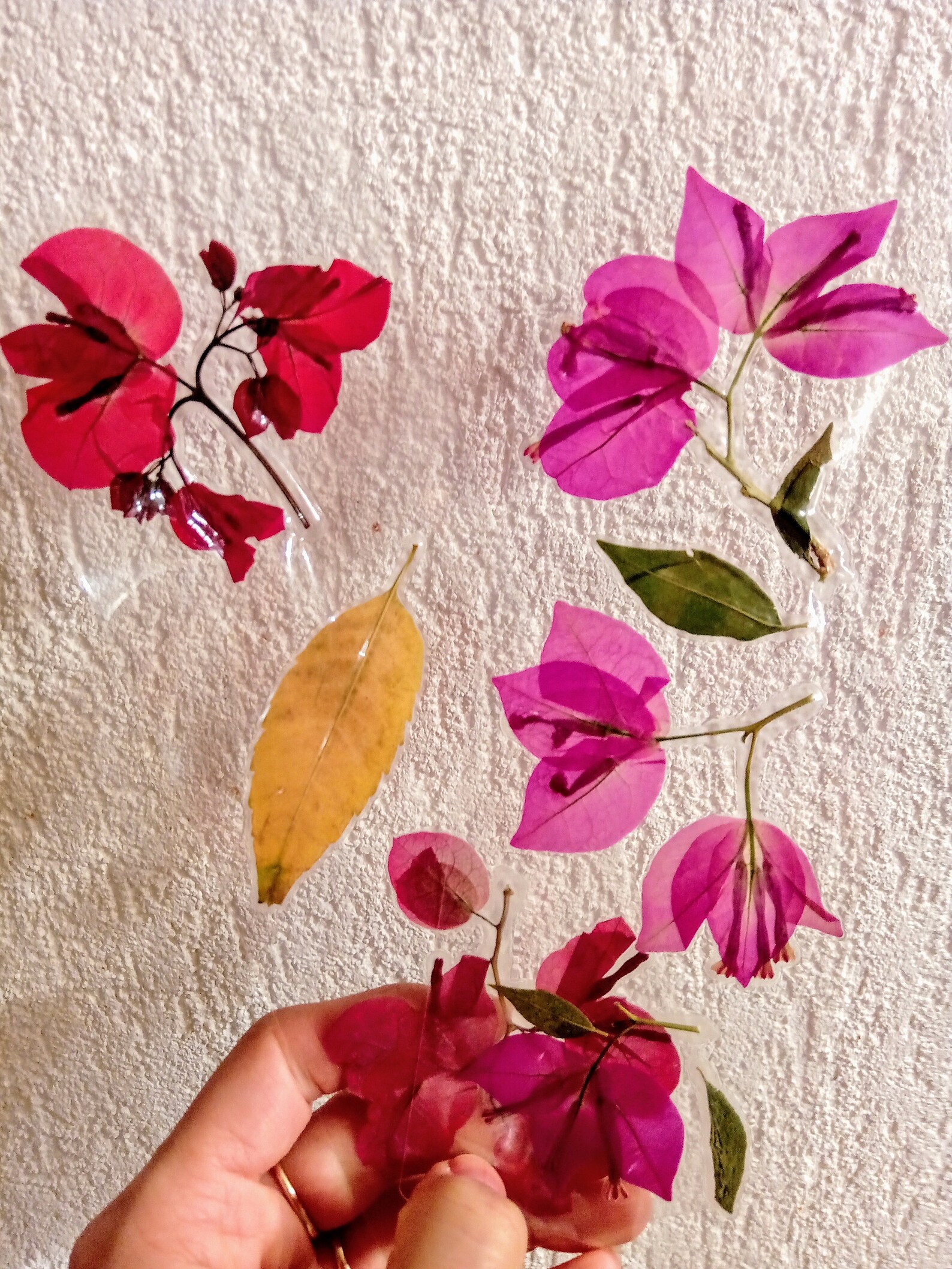 SALE 10 Laminated Clear Bookmarks Large Real Pressed Flowers Etsy sale-10-laminated-clear-bookmarks-large-real-pressed-flowers-etsy