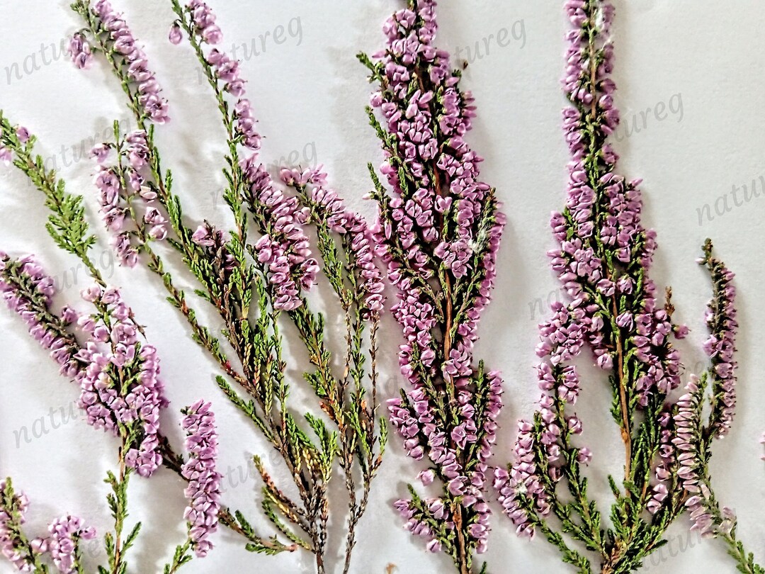 Dried Pressed Heathers Purple Flowers Wildflower Real Heather Rustic ...
