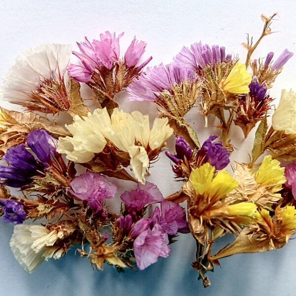 Statice Flowers - Etsy