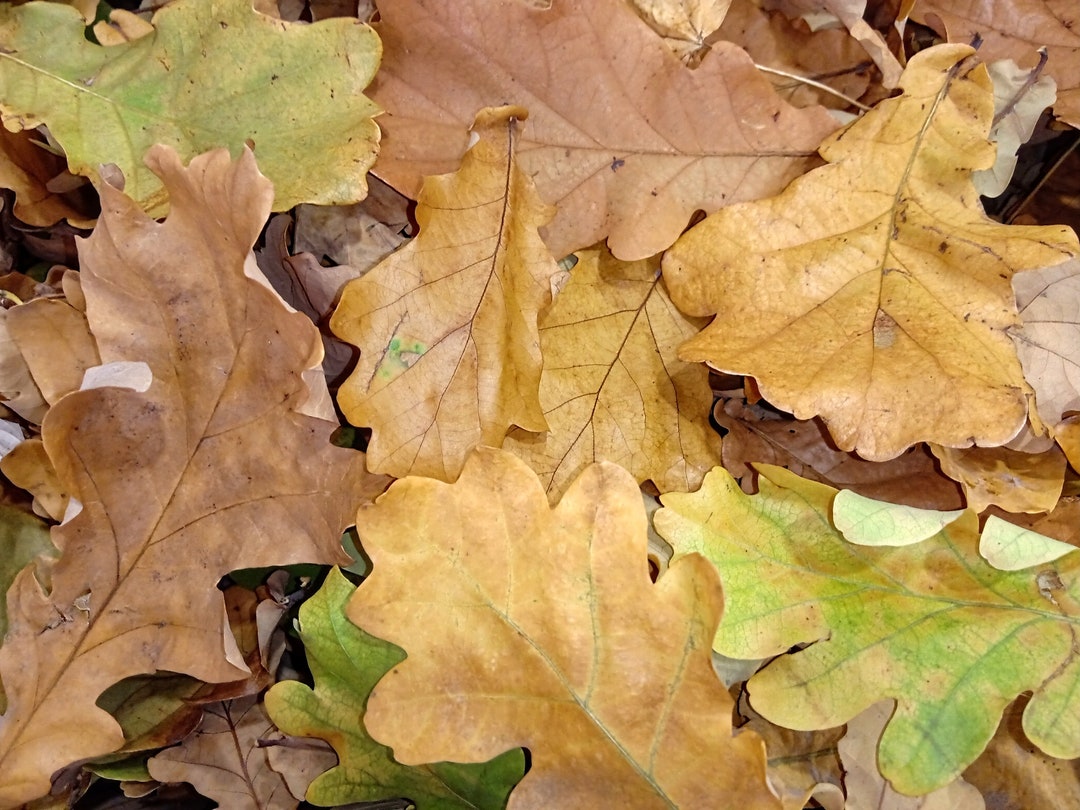 80 Dried Oak Leaves Fall Leaves Autumn Leaves Fall Decor Fall Wedding ...