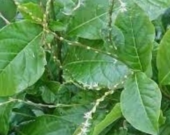 Guinea Hen Weed Plant That is Commonly Found in Asia and Africa. - Etsy