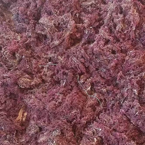Wild Sea Moss - Etsy