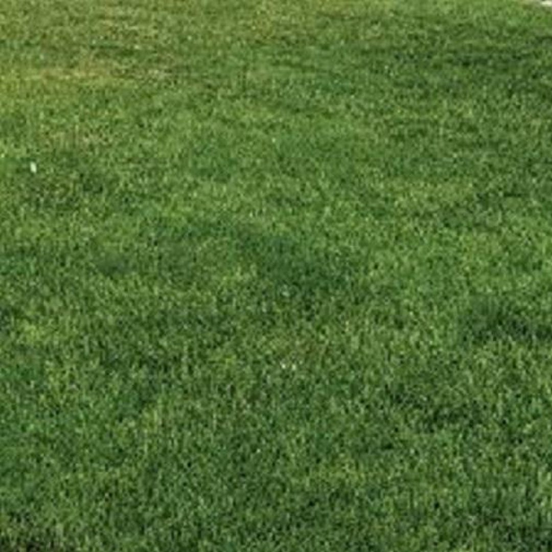 Gulf Annual Ryegrass Seed - Etsy