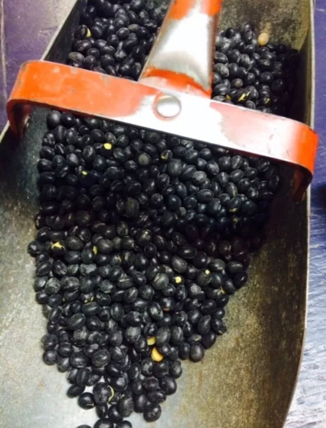 Non GMO Black Laredo Forage Soybean Seeds Deer Turkey Duck Pheasant ...