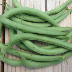 Heirloom Contender Bush Bean NON GMO Seeds Stringless Beans! - Etsy
