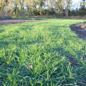 Winter Rye Seed Garden Cover Crop/food Plot Deer/wildlife Non GMO - Etsy