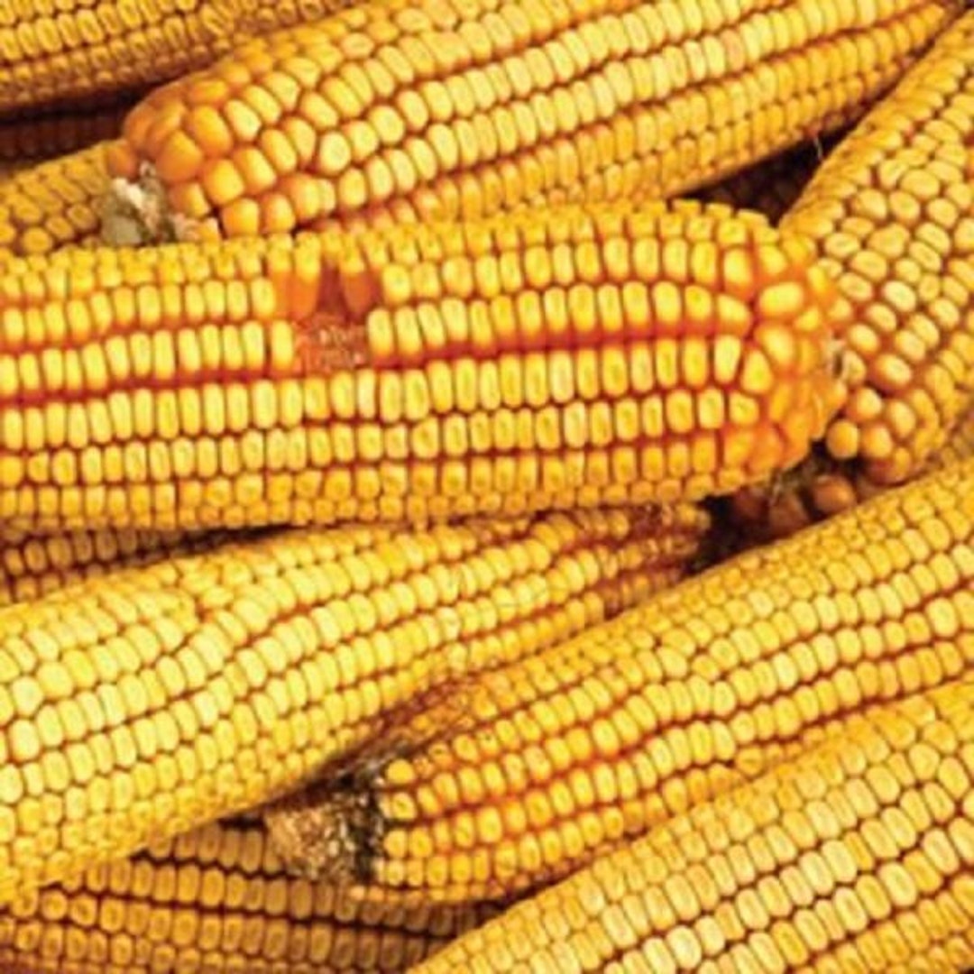 Heirloom Reid's Yellow Dent Open Pollinated Corn Non-gmo - Etsy