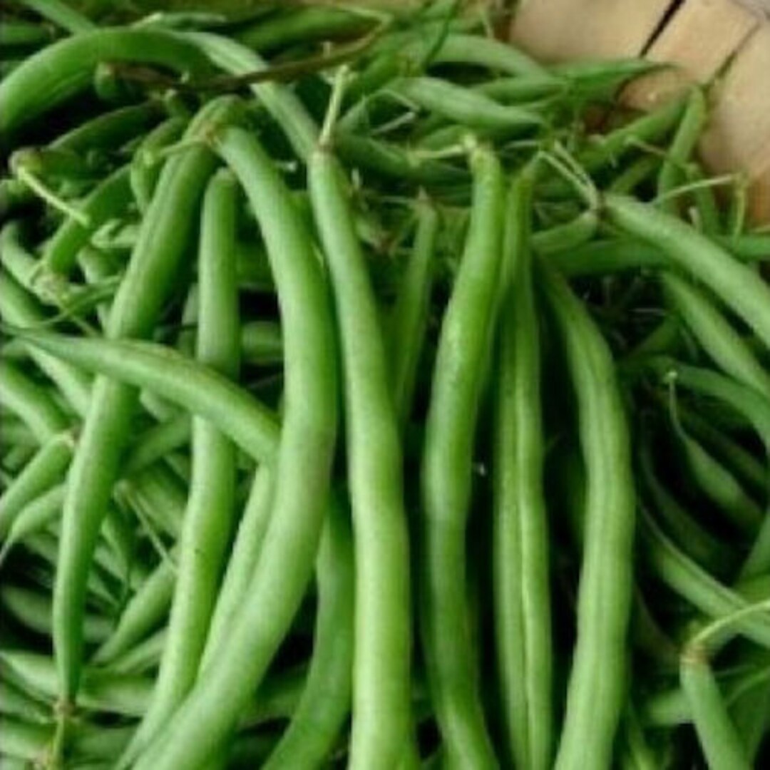 Burpees Stringless Green Pod Heirloom Bush Bean Seeds - Etsy