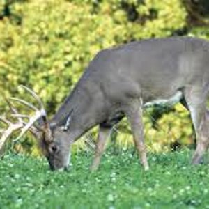 Homemade Whitetail Deer Mineral Mix Deer Attractant East Ky Country ...