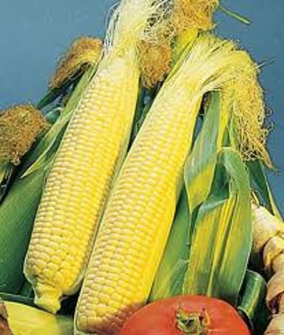 Golden Queen Hybrid Yellow Sweet Corn Seed Treated Non GMO | Etsy