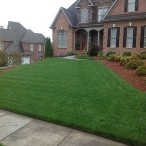 Falcons Tall Turf Fescue-a Three Falcon Blend Best Lawn Grass There Is ...