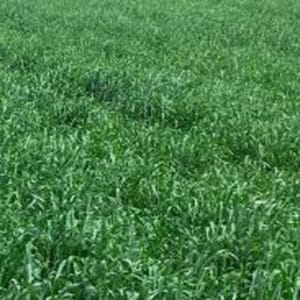 Untreated Winter Wheat Seed Deer Food Plot/ Garden Cover Crop Non GMO ...