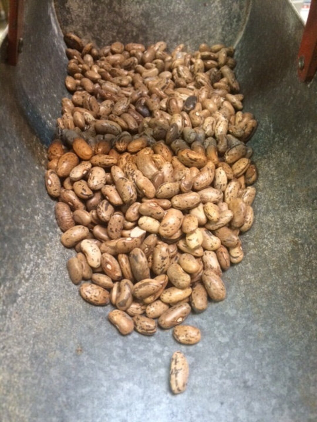 Heirloom Rattlesnake Pole Bean "preacher Bean" Non GMO - Etsy