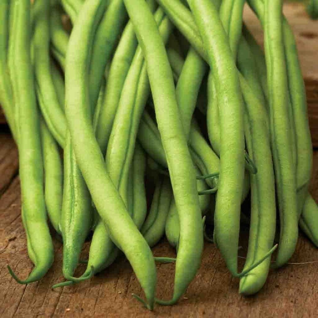 Blue Lake Stringless FM1K Pole Bean Seeds - Etsy