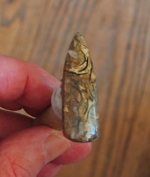 Clam Chowder Fossil Stone Cabochon | Etsy