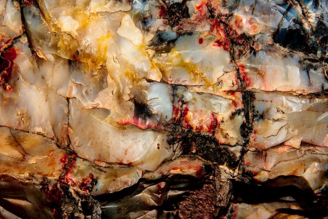 Petrified Wood III, Stone, Crystal, Petrified Tree, Arizona Fossilized ...