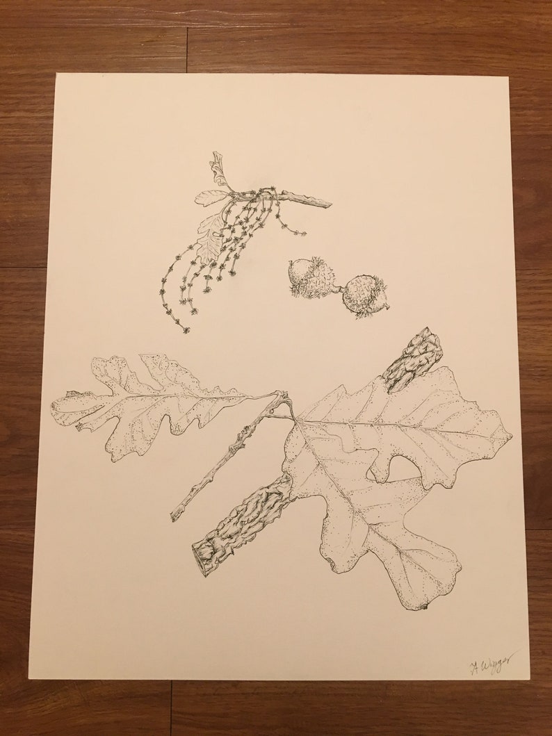 Bur Oak Leaves morton Arboretum - Etsy